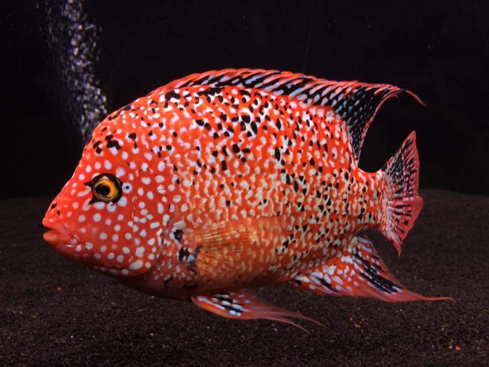 Mania de Aquário: Red Texas