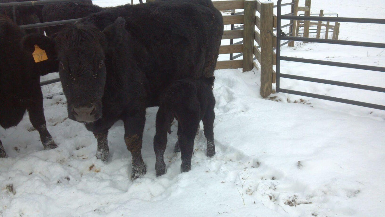 Executive Sires, Inc.: 2013 Monopoly Calf Report - From Dr. Josh ...