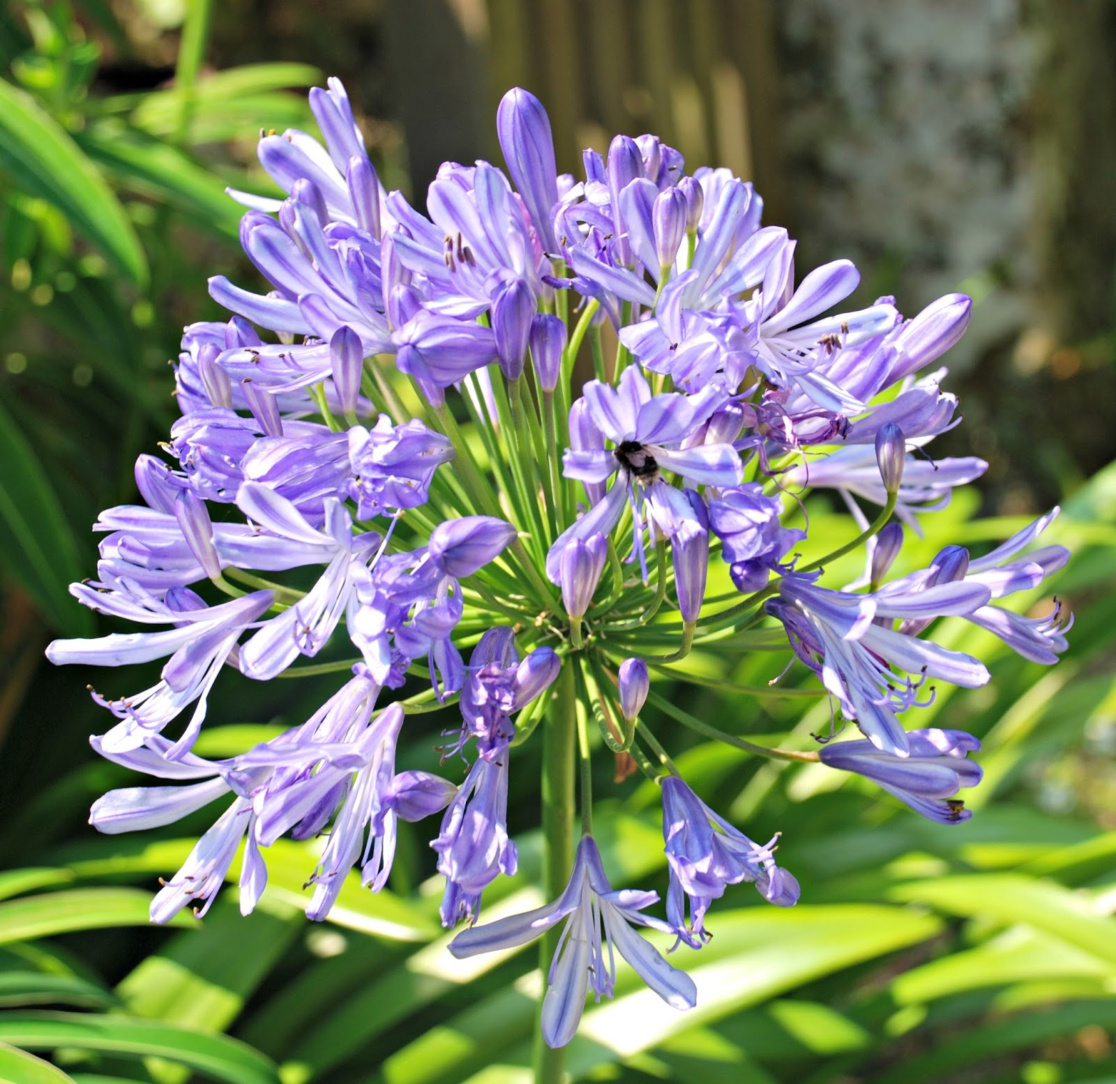 just saying ...: It's all about the Agapanthus ...