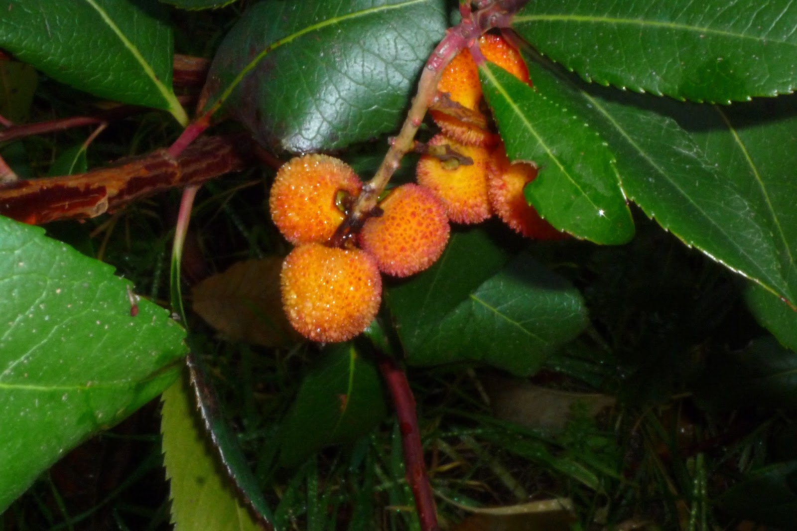 Casas Avelã Brava: Medronheiro (Arbutus unedo)