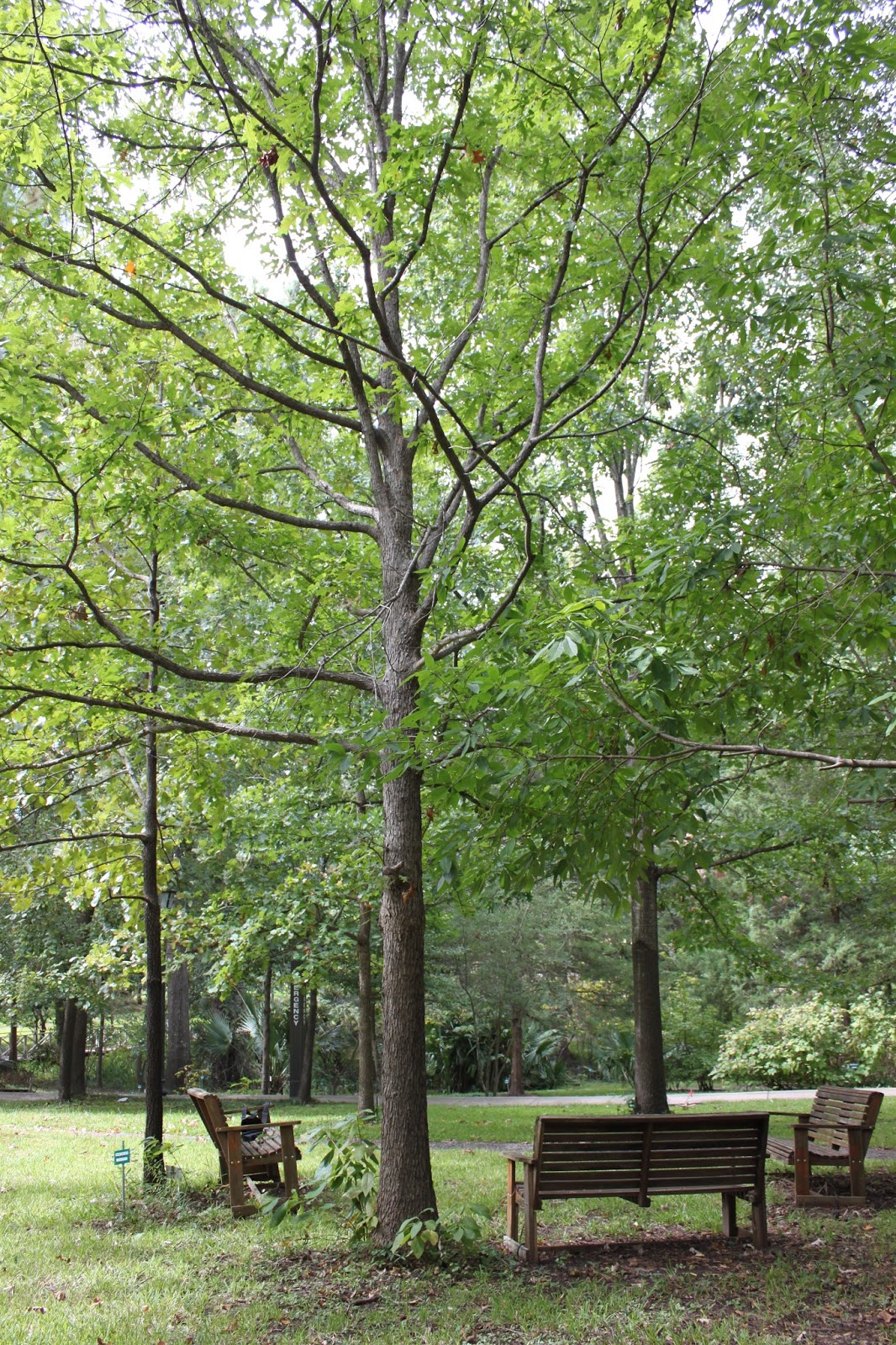 Centenary College Arboretum: Tree of the week: Overcup Oak (Quercus lyrata)