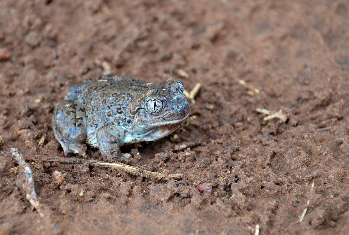 The 7MSN Ranch: Alan meets the official state amphibian of New Mexico
