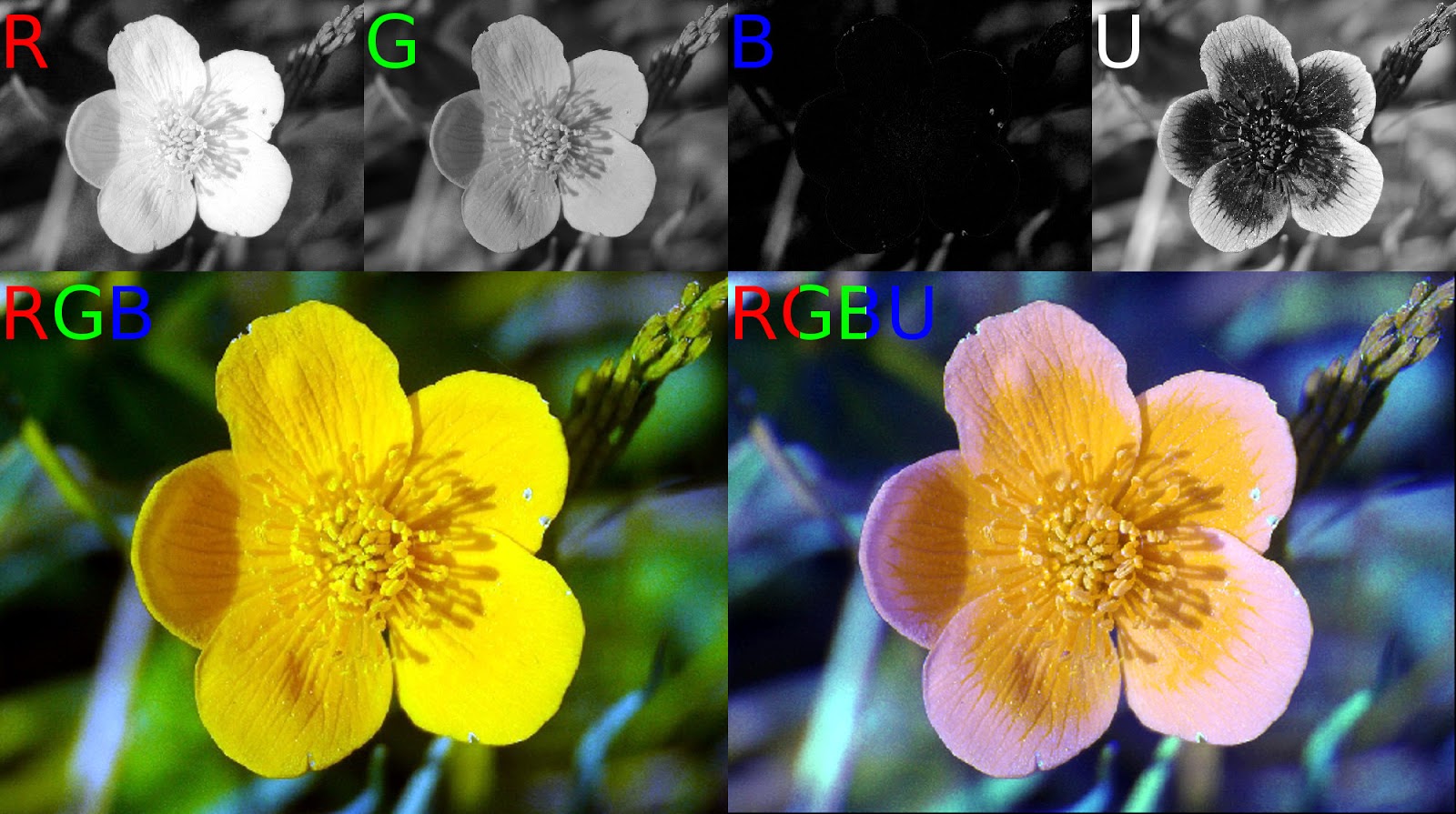 Single small flower seen in red, green, blue, and UV frequency ranges ...