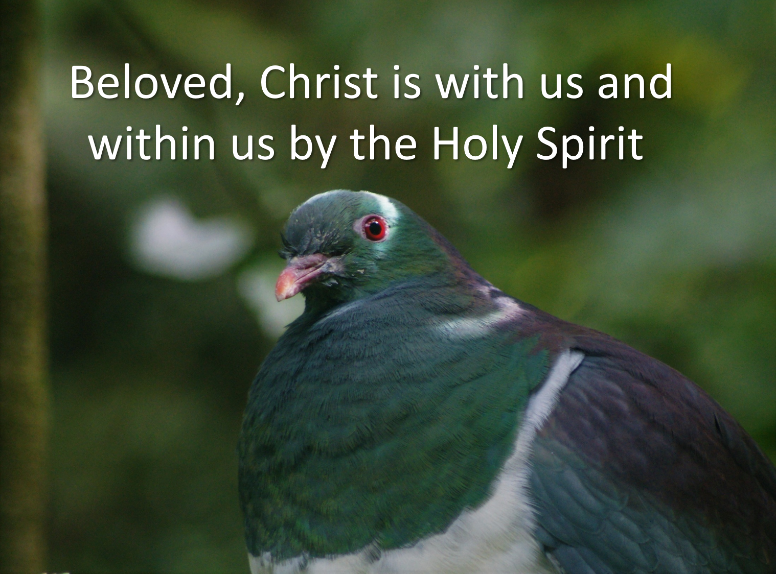 HOW IN THE WORLD!!: The Holy Spirit decended like a dove... and ...