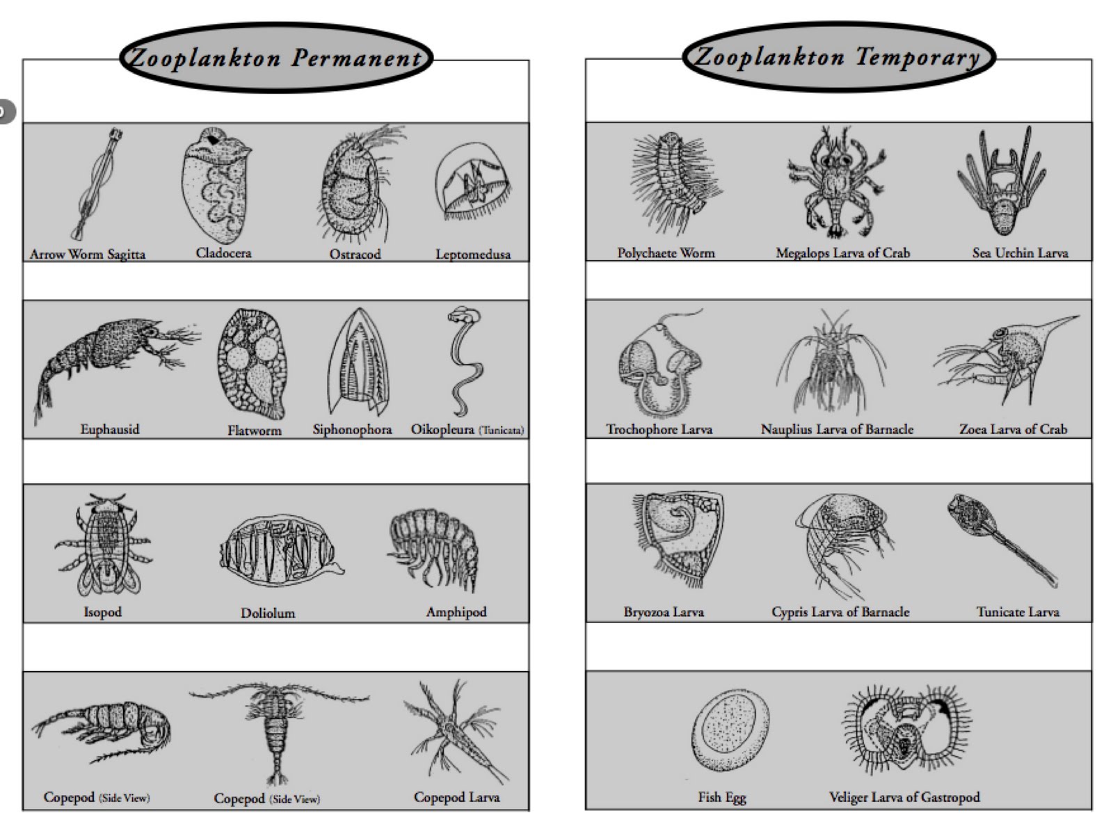 Lariam Dreams: Bones In My Limestone 2.7