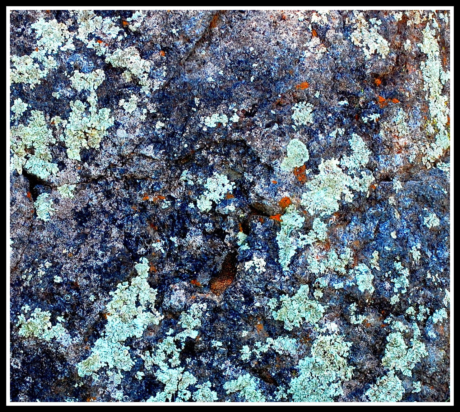 Shutterbugs Capturing the World Around Us: Lichen Shapes and Colors