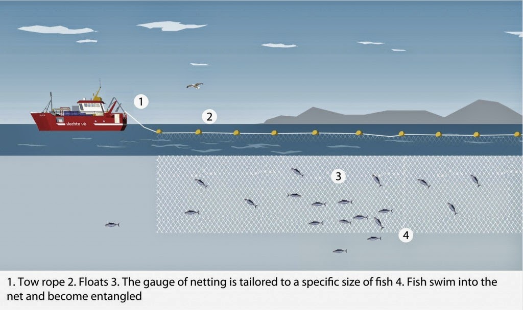 Fishing Techniques ~ FOKUS MANCING