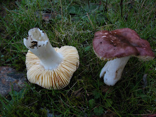 setas y hongos: LETRA R