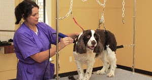 Ways to Pamper Your Dog