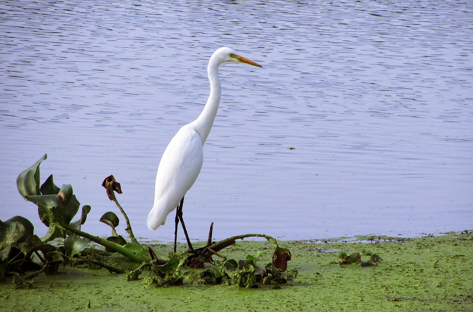 Famous Tourist Places Andhrapradesh: KOLLERU BIRD SANCTUARY ANDHRA PRADESH