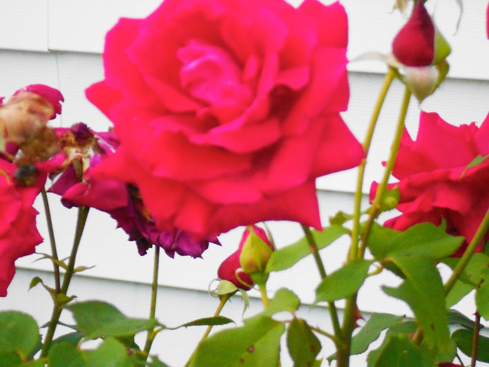 pictures of amazing things: weird colored rose and original version