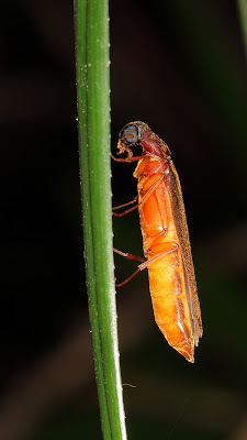 BunyipCo: A Few nice Beetles From Kuranda