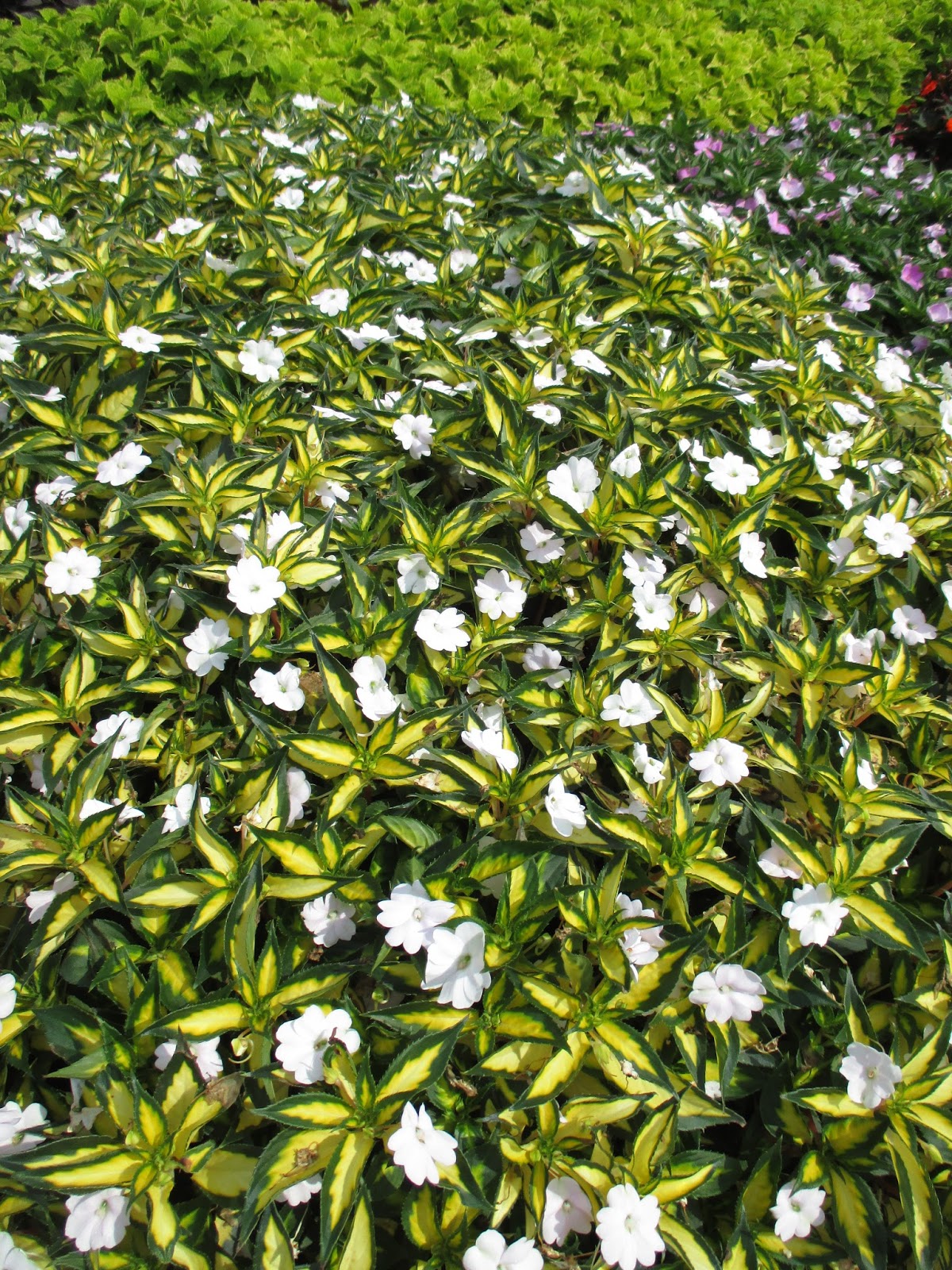 SunPatiens - The Real Deal | Rotary Botanical Gardens