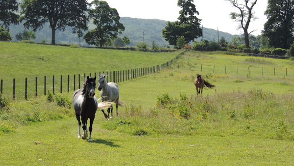 The Glebe Blog: Wigtownshire Ramblers Cuil Creetown July 2013