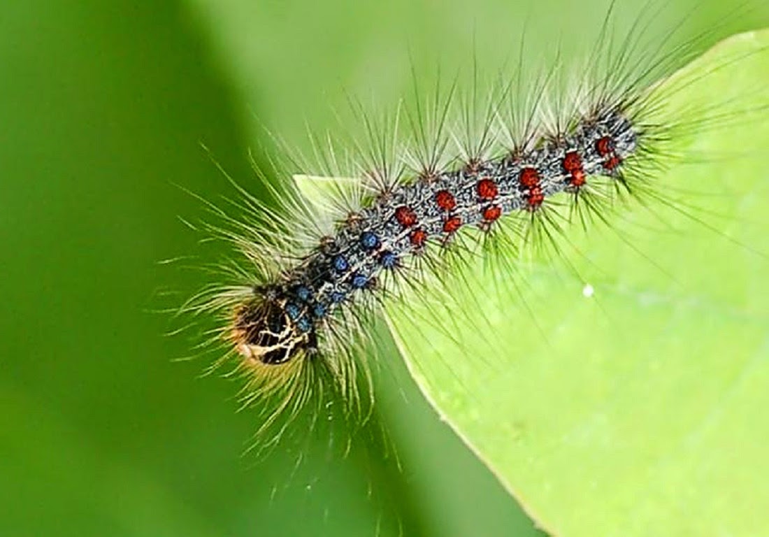 LE PROCESSIONARIE, un pericolo da conoscere e da evitare - Blog di ...