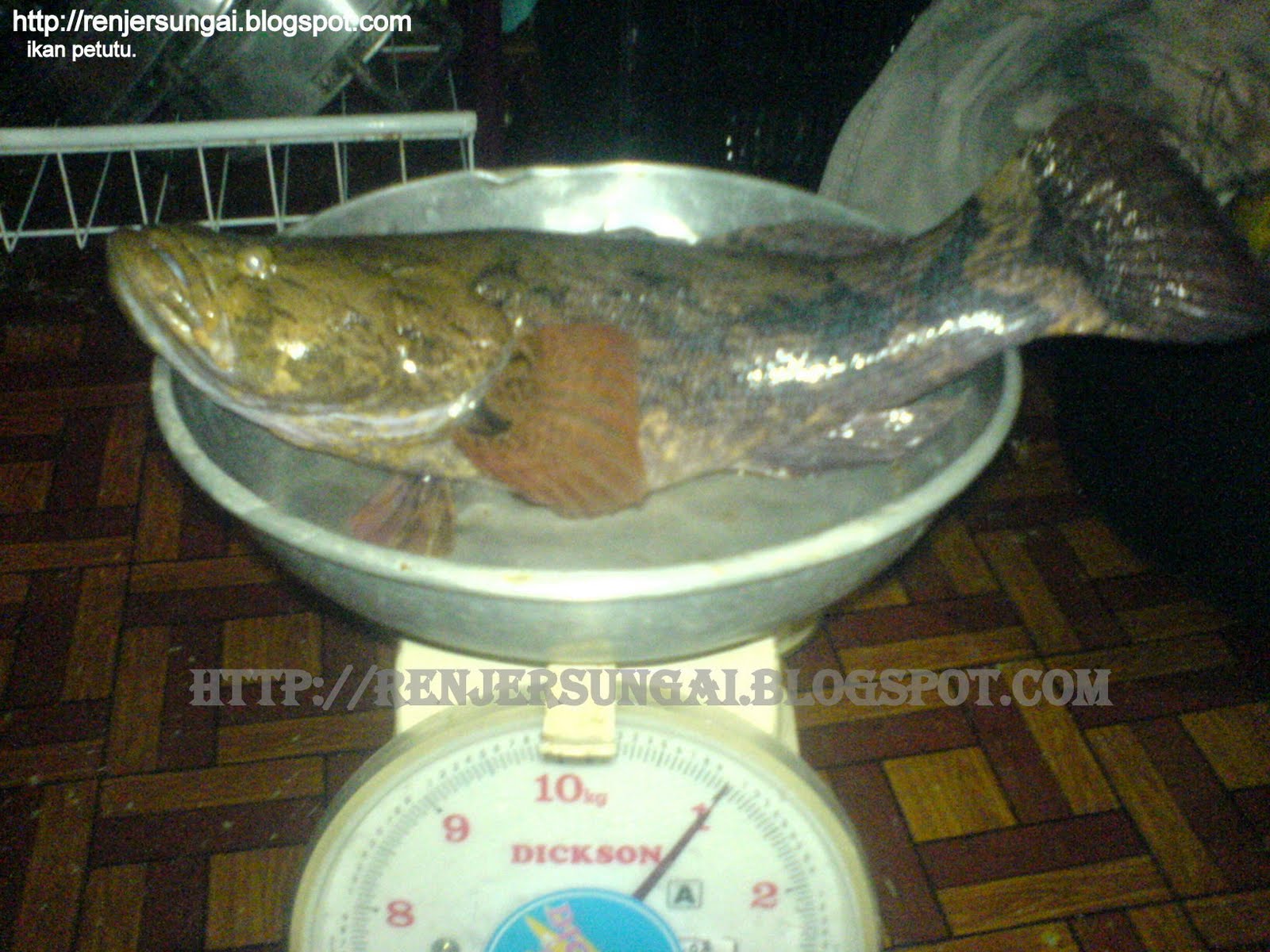 Renjer Sungai: INFO TENTANG IKAN KETUTU/IKAN UBI