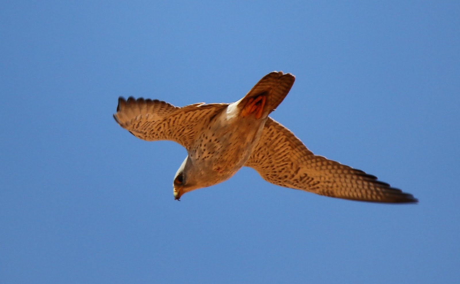 Richard Waring's Birds of Australia: Grey Falcon the Ghost no more ...