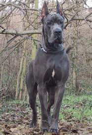 Cosa è il Modello Danese?