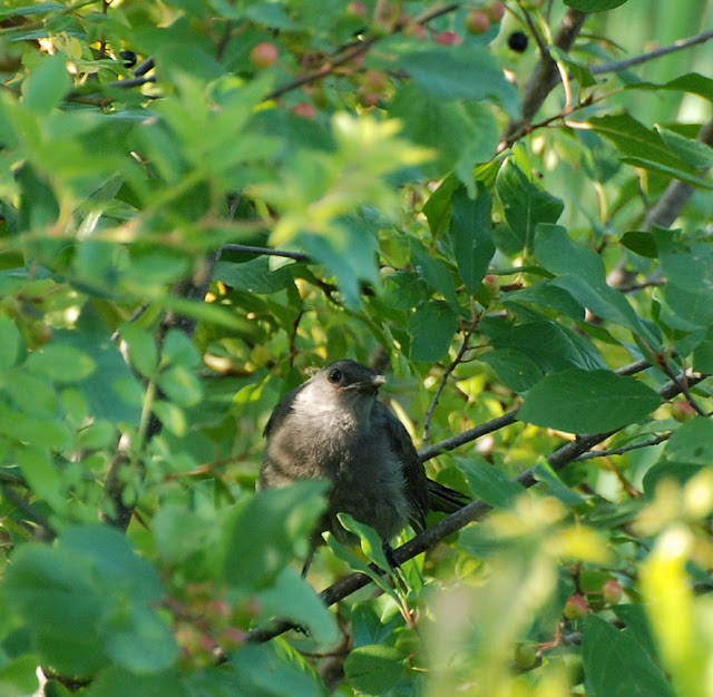 Birding Is Fun!: Birding Fun with Baby Birds