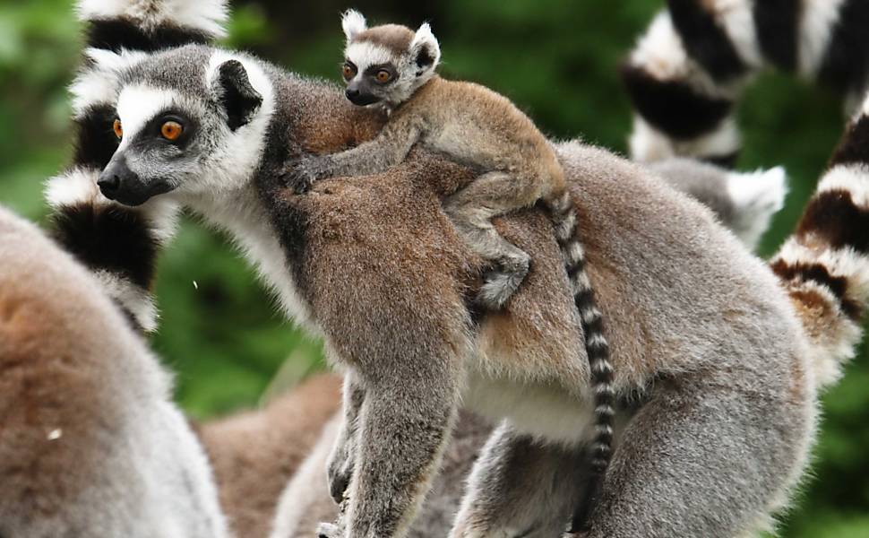 Lêmures | Lemuriformes