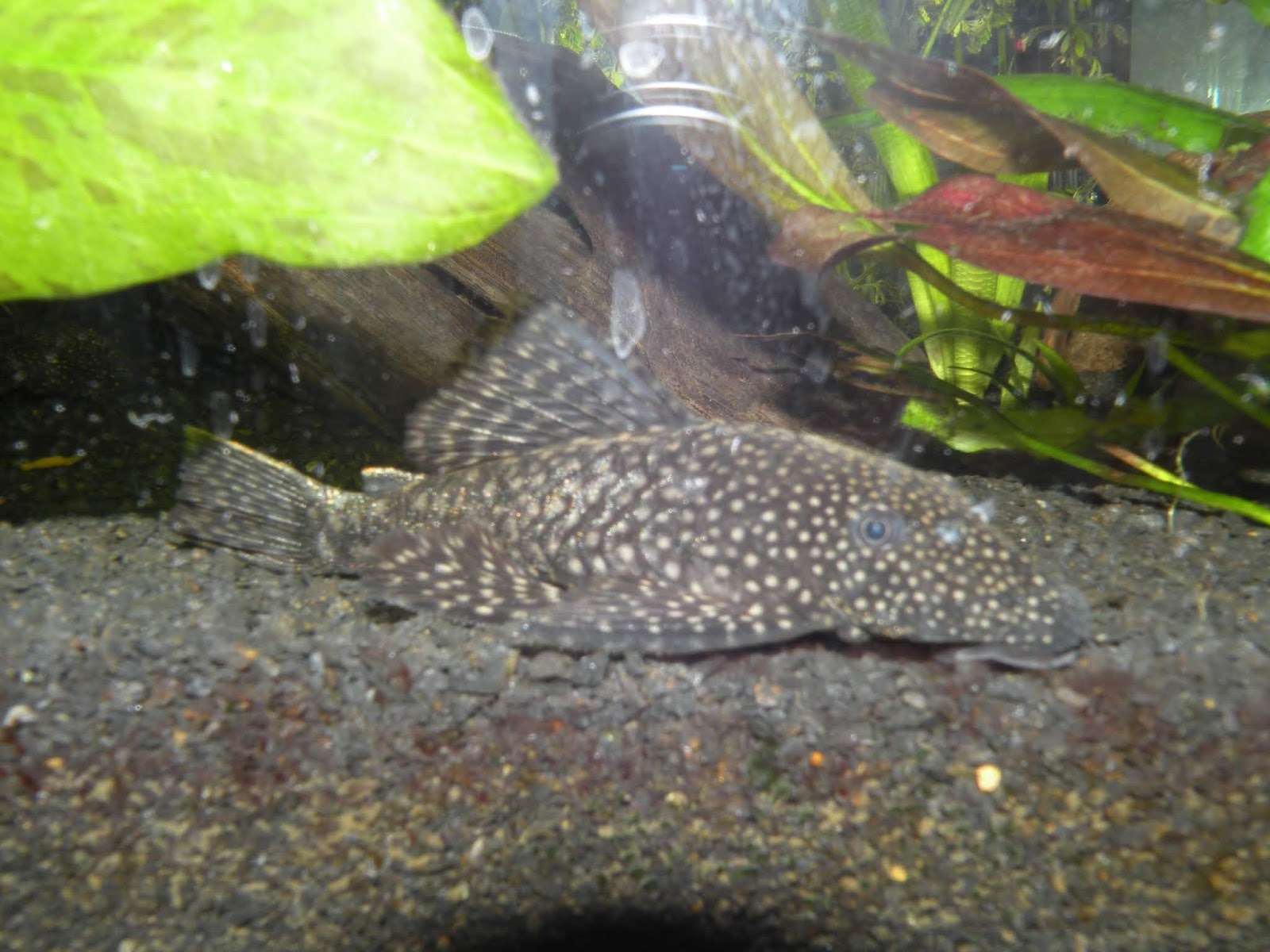 Zbrojnik pospolity popularnie zwany także glonojadem