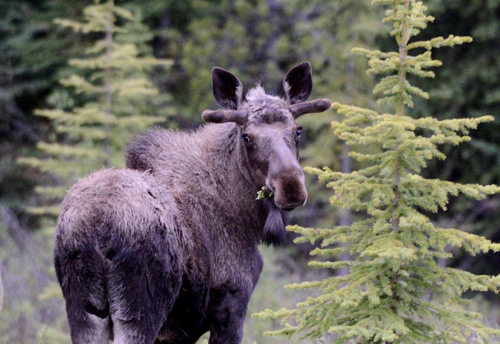 Turbo's Track and Photo Tour: Moose twins, coyote, Bighorn ram ...