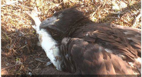 Eagle Information: Eagle Documents and Pictures