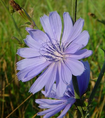 LJEKOVITO BILJE I LIJECENJE BILJEM: LJEKOVITO BILJE: Konjogriz ...