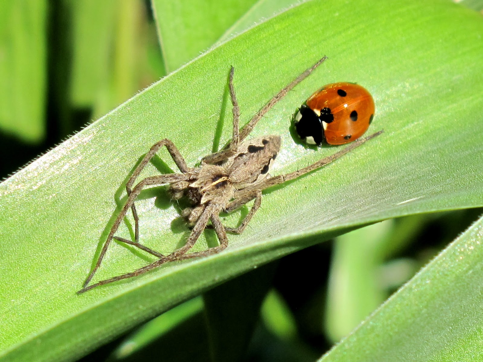 BugBlog: My spider year