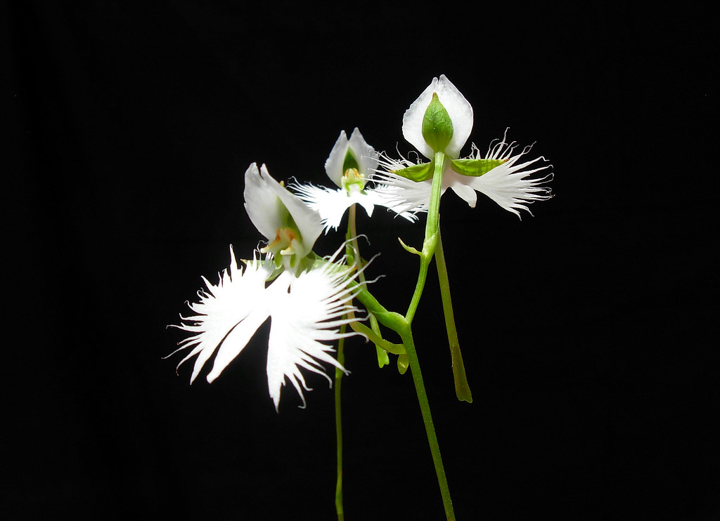 Pecteilis radiata care and culture | Travaldo's blog
