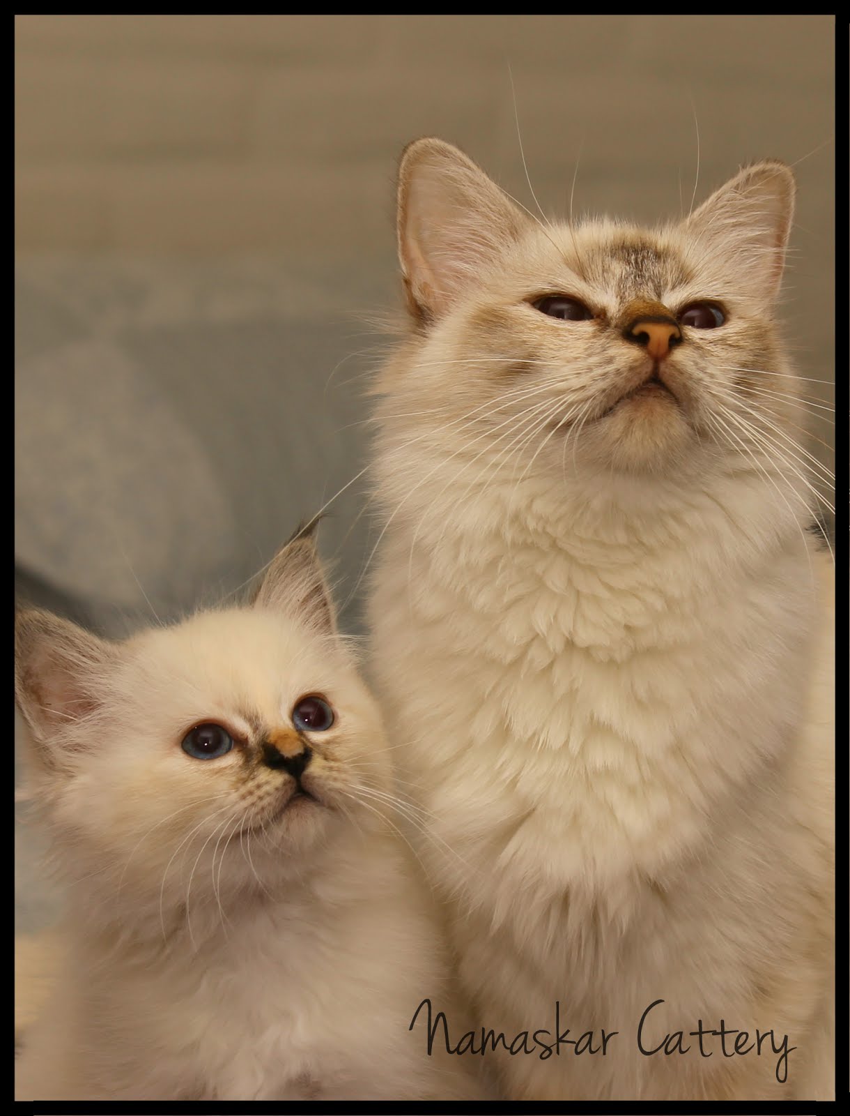 Cattery Namaskar - Sagrados de Birmania: Síndrome del gatito débil ...