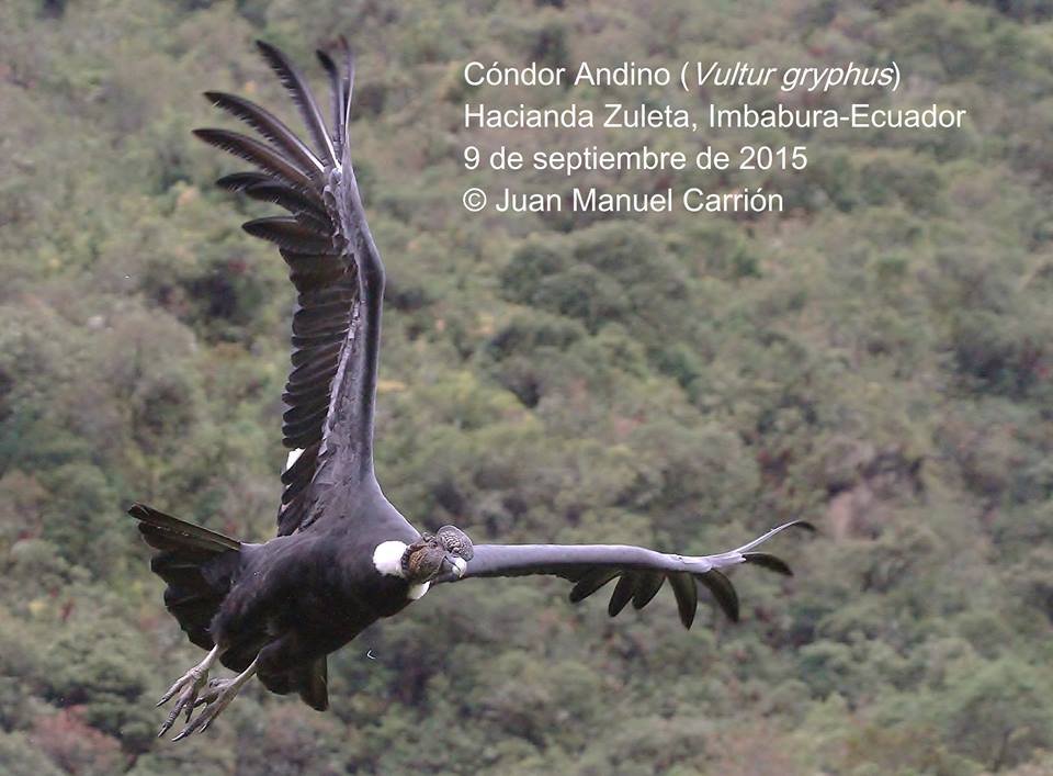 Aves Quito: ¿Y cómo están los cóndores en Ecuador?