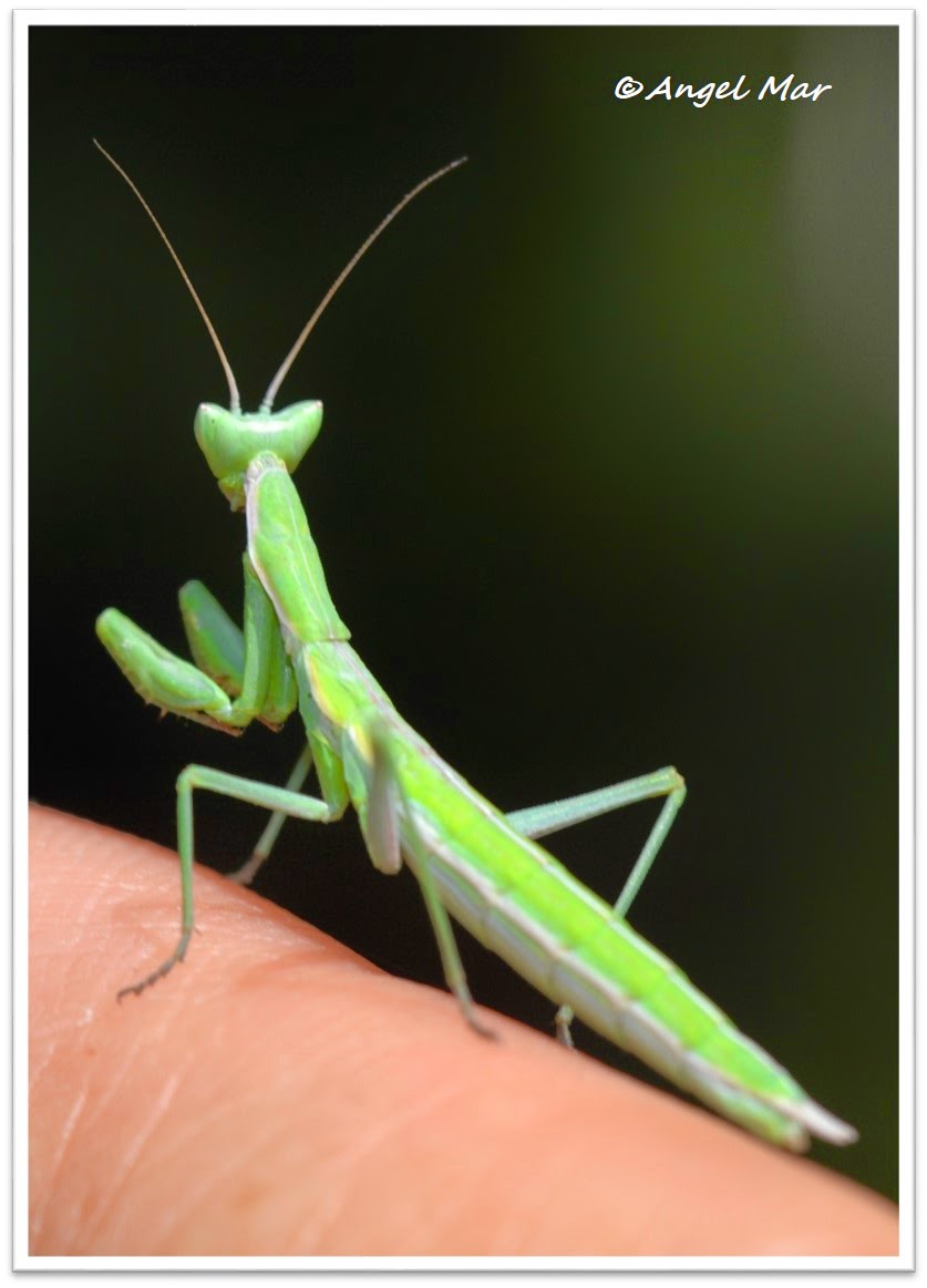 Flores y Bichos ***: Mantis religiosa
