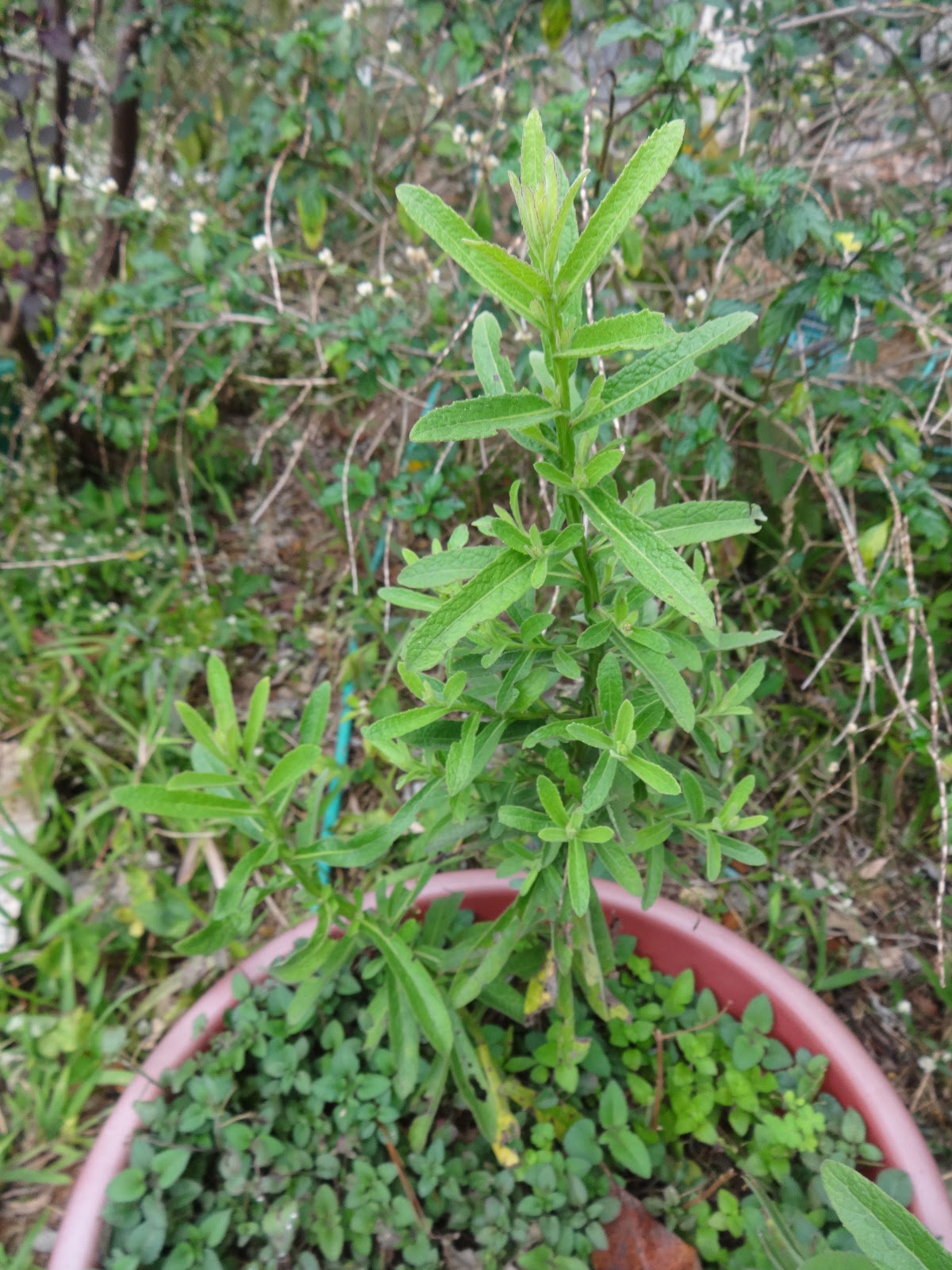 Herbs from Distant Lands: Laggera alata - Winged-Stem Laggera, Liu Leng ...