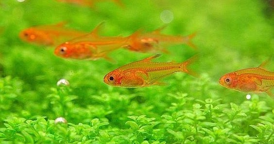 The 10 Best Aquascaping Fish - Hobi Piara