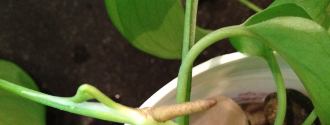 CasaLupoli: How to Propagate a Pothos