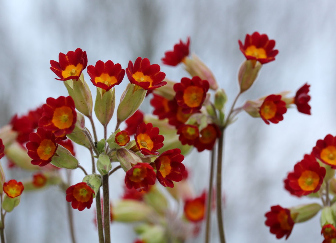 Bloomingwriter: Gardening in Nova Scotia: It all starts with one...primula