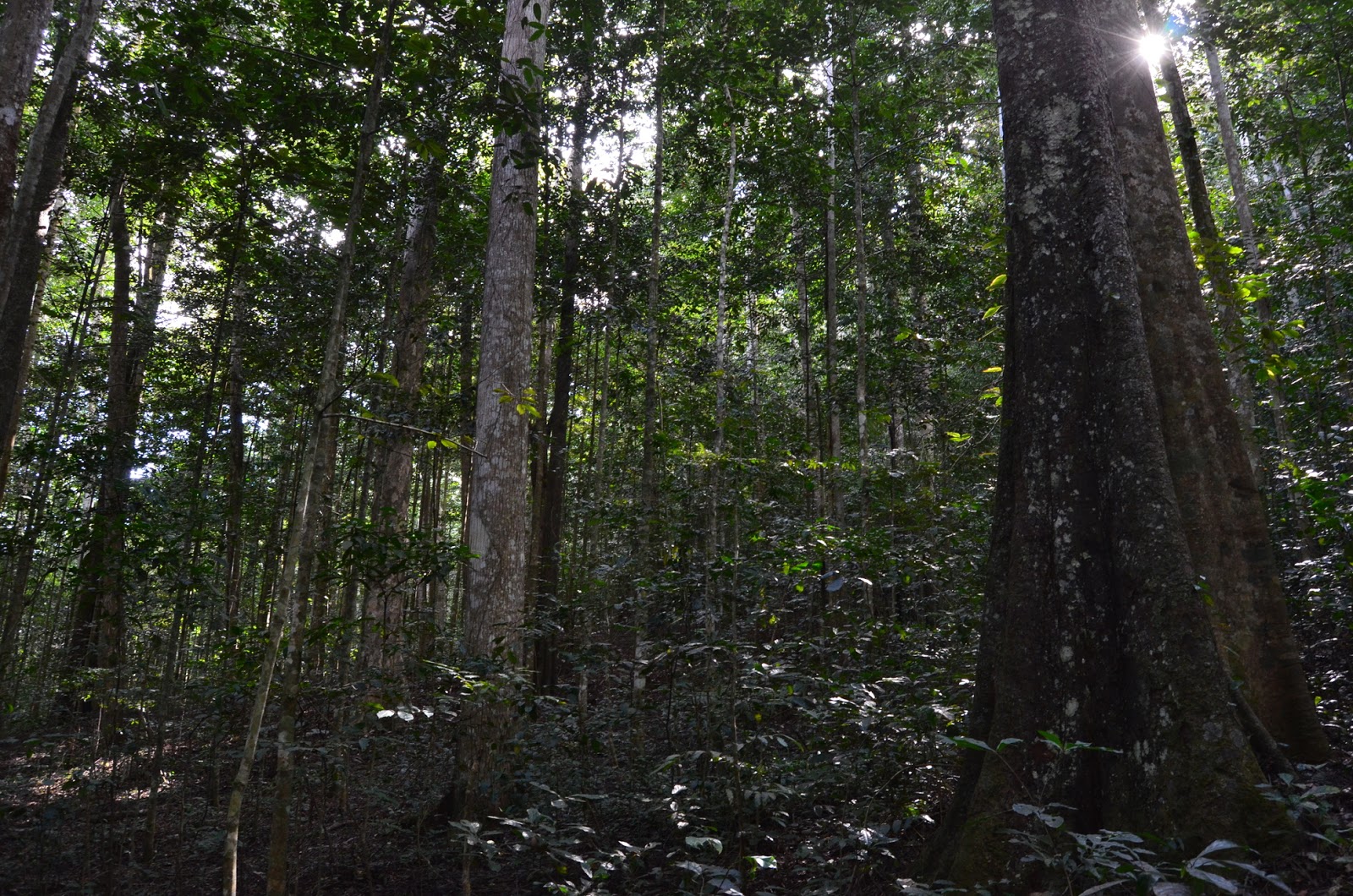 Times in Tanzania: Amani Forest Reserve: Trip II