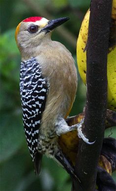 Bellas Aves de El Salvador: Melanerpes aurifrons (cheje, carpintero de ...