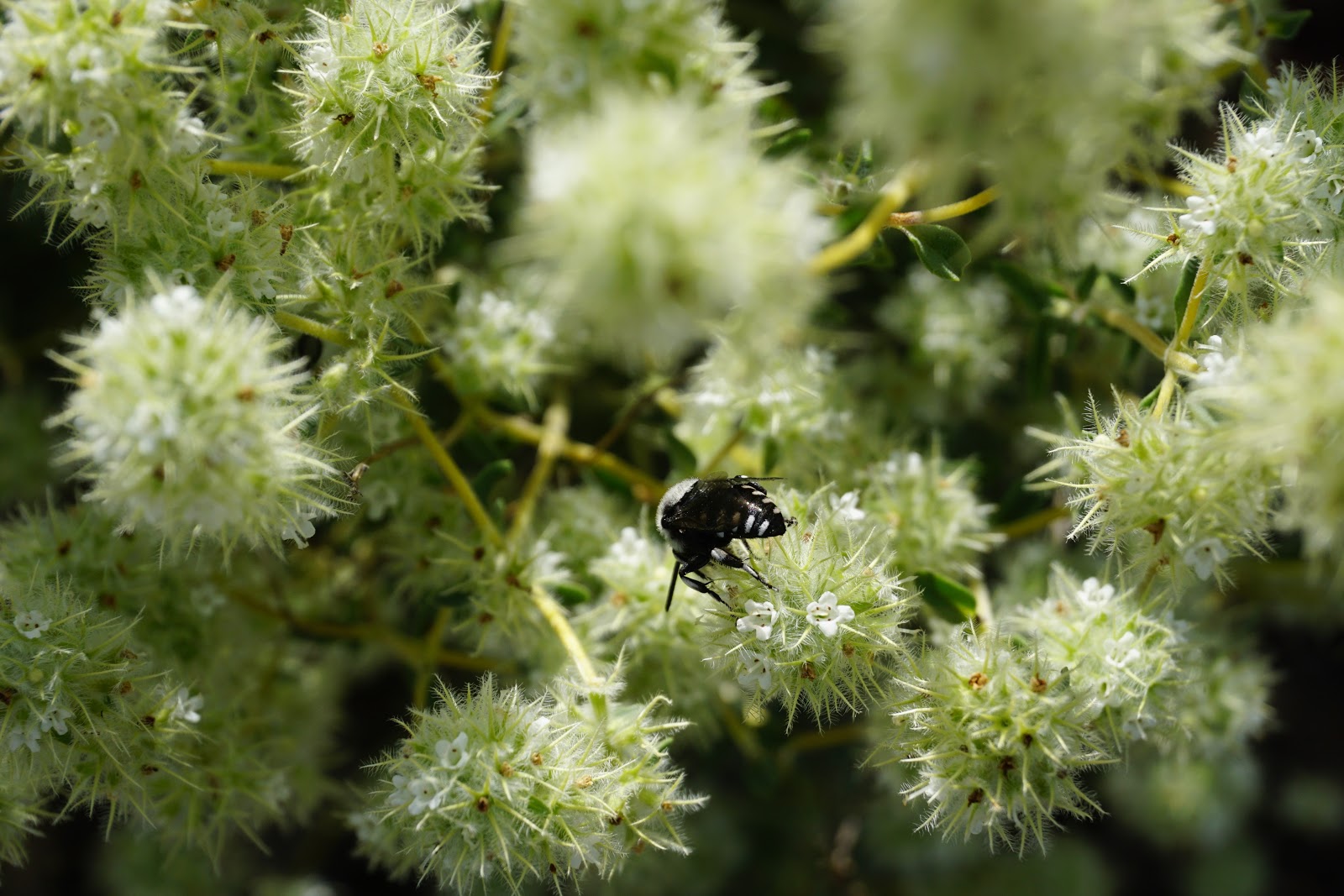Plantas de Huerta Otea, Salamanca: Mejorana, tomillo blanco (Thymus ...