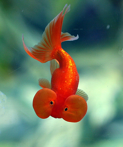Pet fish pictures
