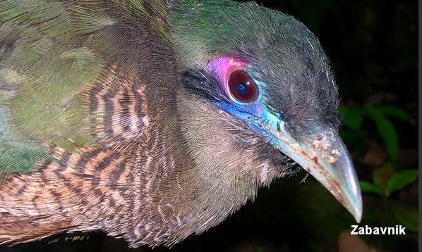 10 of the World's Most Rare and Unique Birds | Grunf