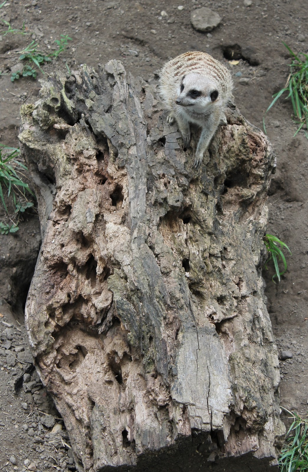 Hoorahoopti Away: Scovill Zoo-Decatur, IL