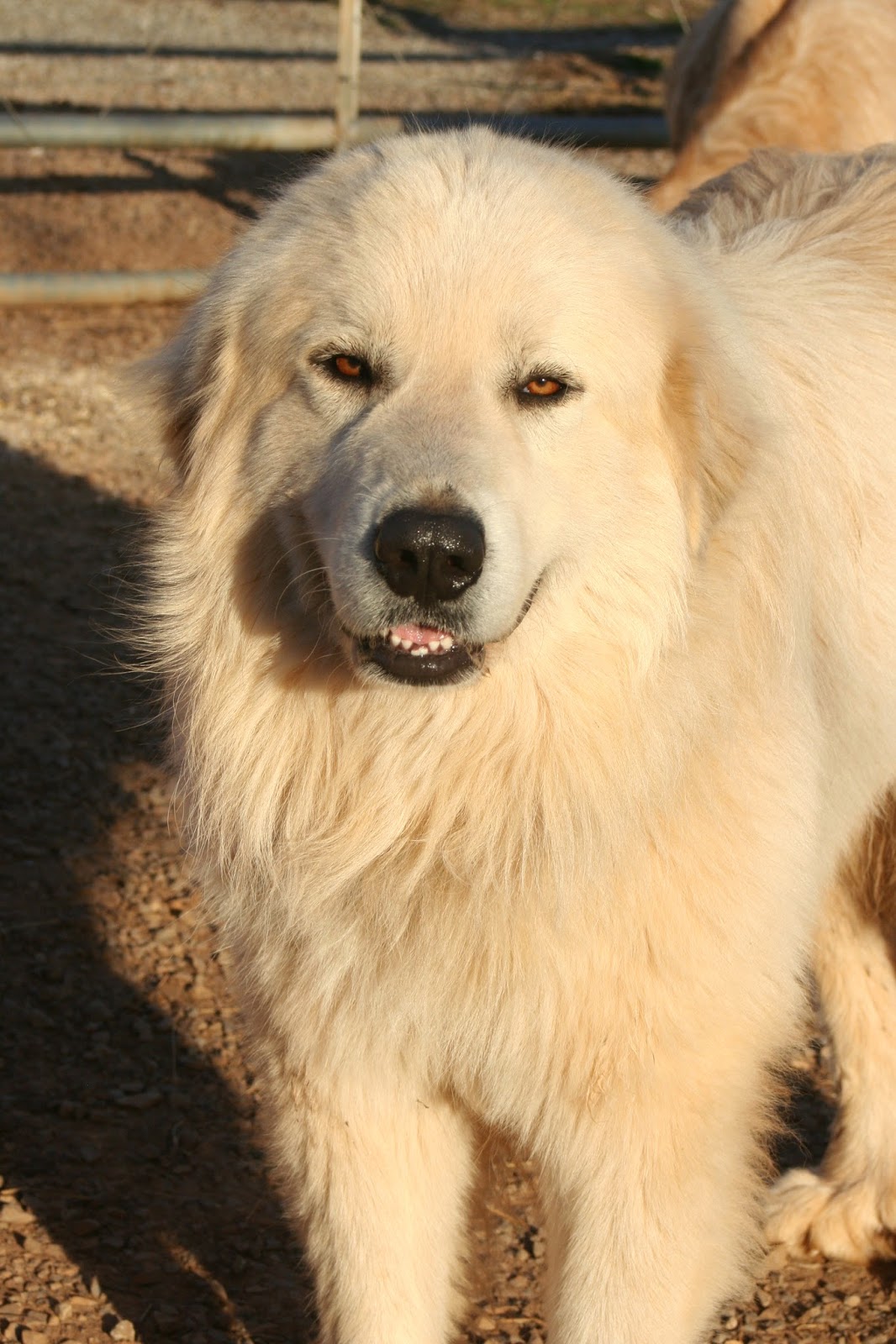 Hilltop Great Pyrenees: Our Breeding Pyrs