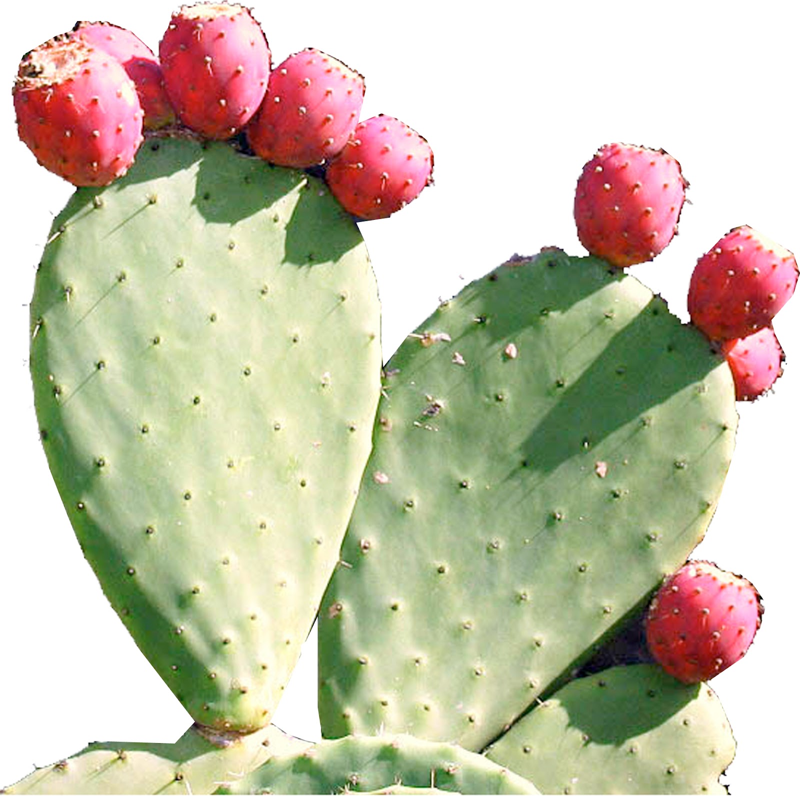 Plantas Curativas y Medicinales: Controla los Espasmos Intestinales con ...