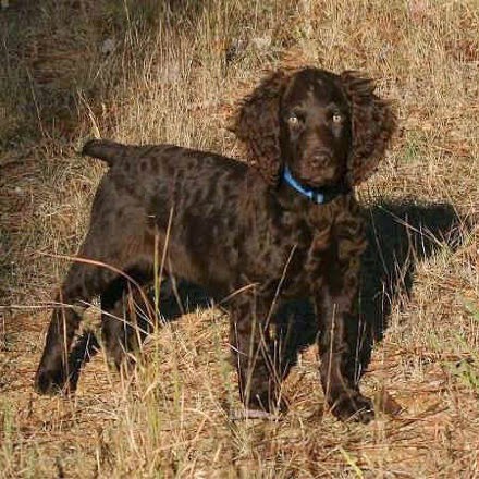 Todo Sobre Perros: El Boykin Spaniel, Perro de Carolina del Sur