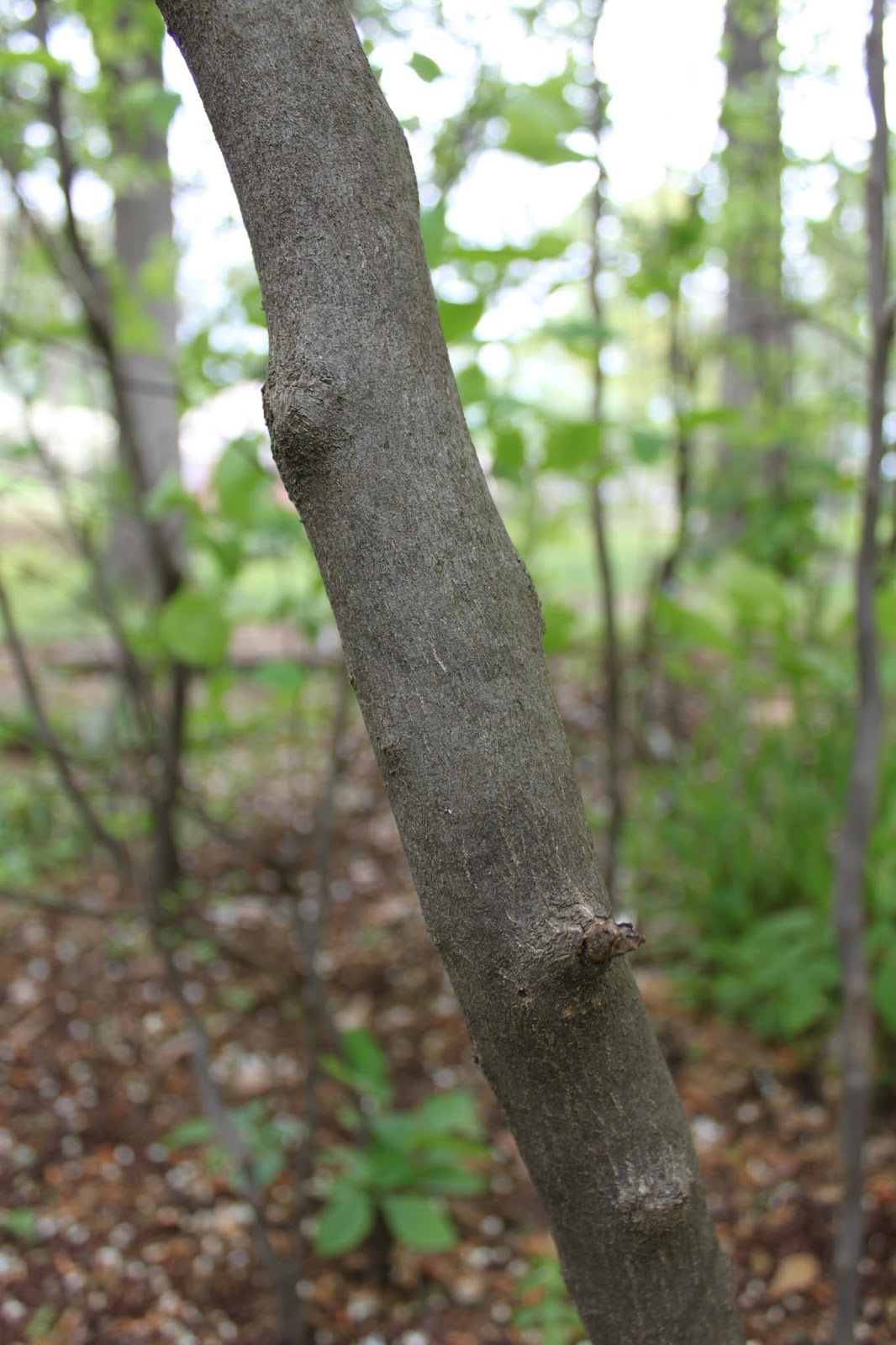 Centenary College Arboretum: Tree of the Week: Big-Leaf Snowbell ...
