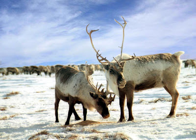 Reindeer | The Life of Animals