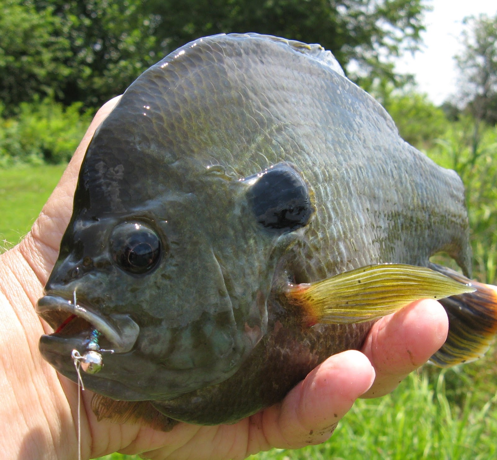 Bluecollar Fishin with Jim: THE QUEST FOR FOOT-LONG SUNFISH