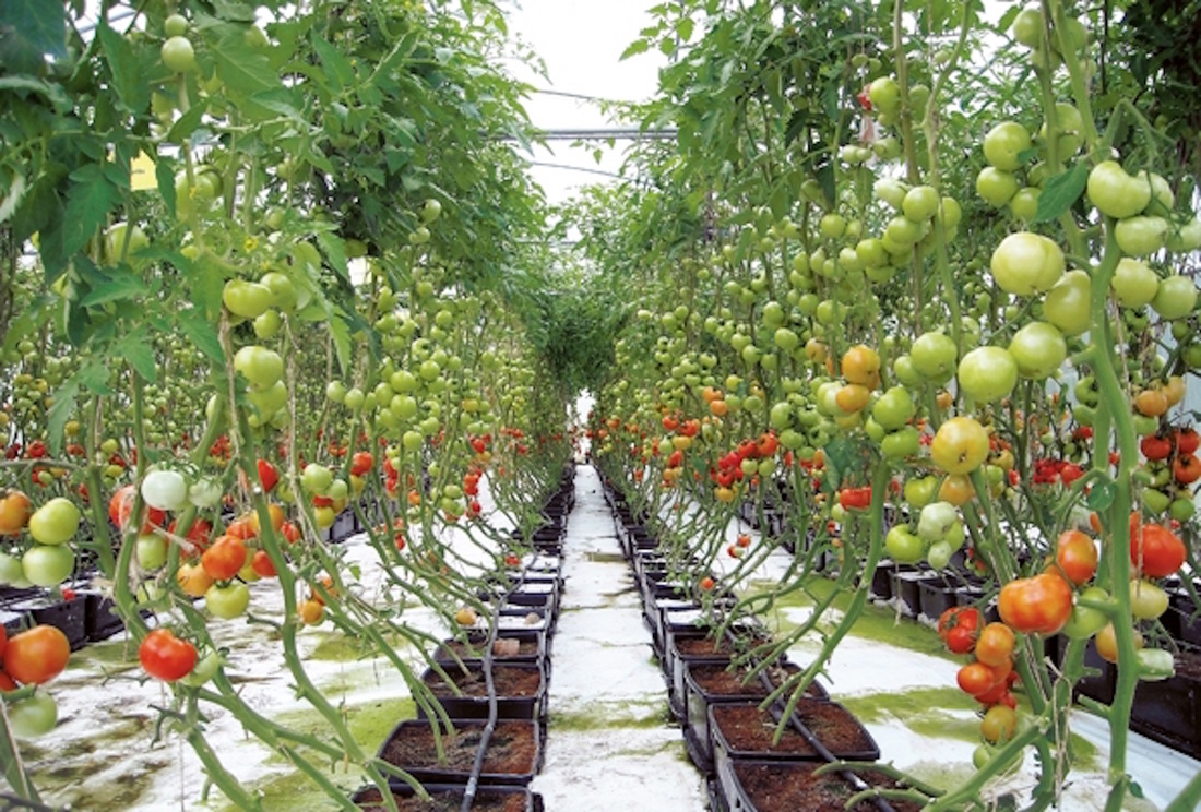 El Magazin de Merlo: ECOLOGÍA: La hidroponía, una agricultura más ...